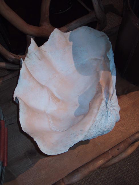 GIANT LARGE CLAM SHELL
